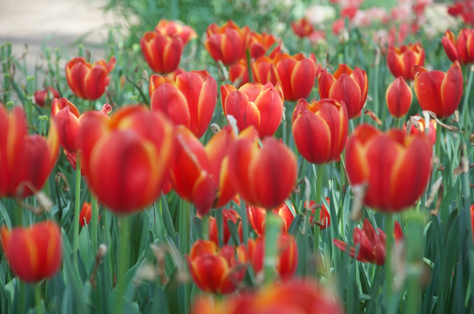 Exploring Texas Tulips in Pilot Point: Your 2025 Guide | From Far & Near